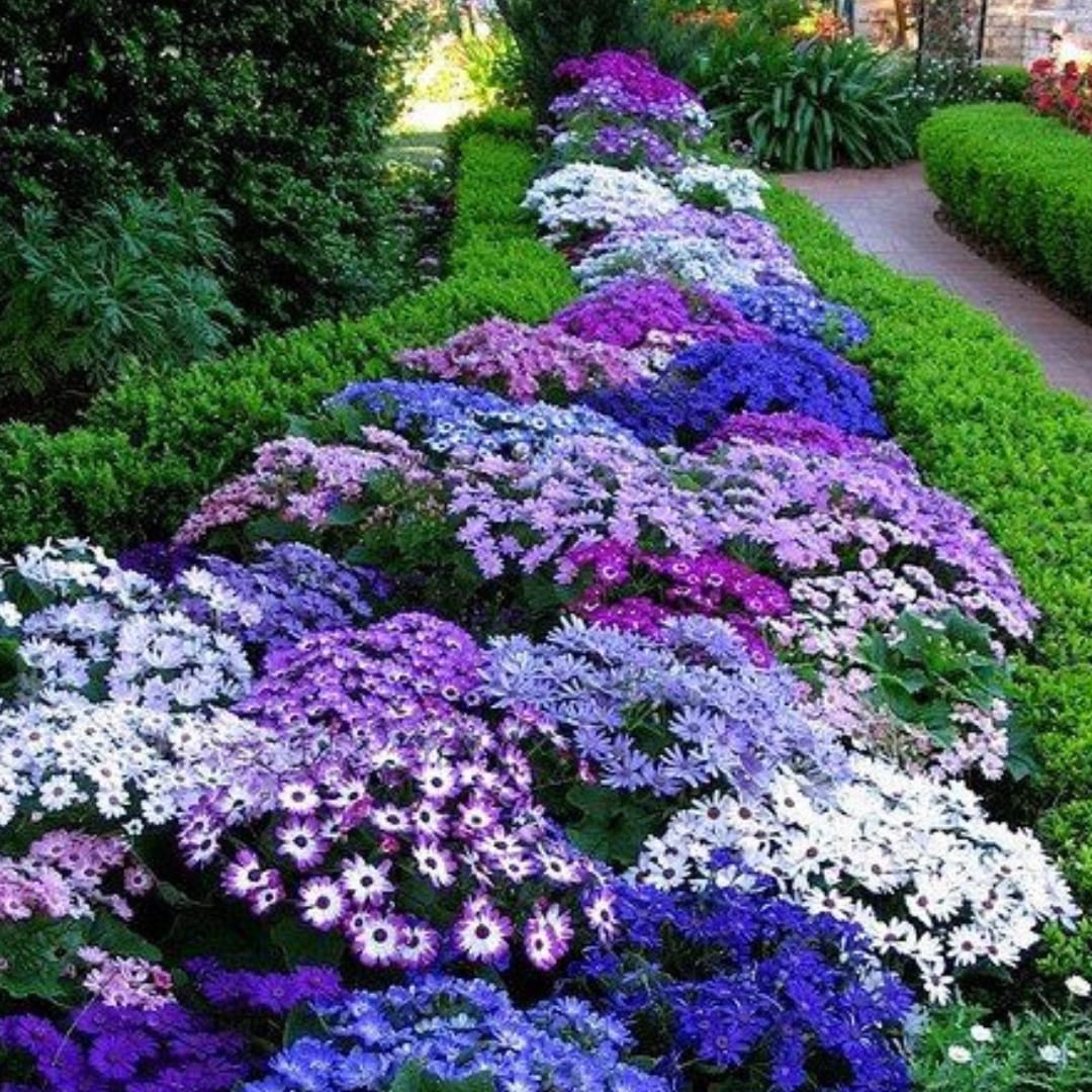 Learn How To Apply Color Theory To Your Garden | Innovation Grounds