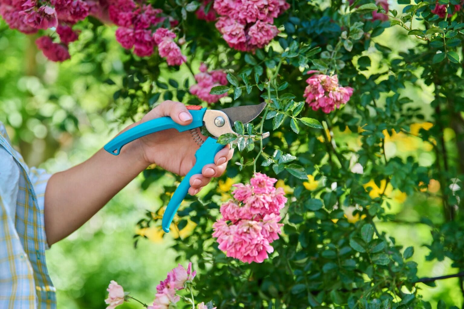 Blossoming Mastering Pruning: 5 Essential Tips For Specific Plants In Texas